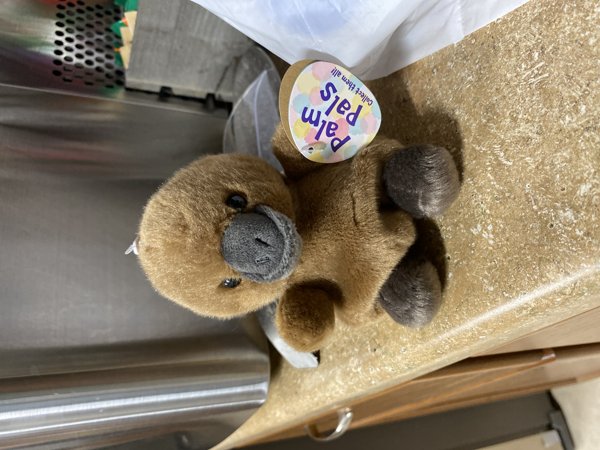 Palm Pals - Patty Platypus - Forest Collection